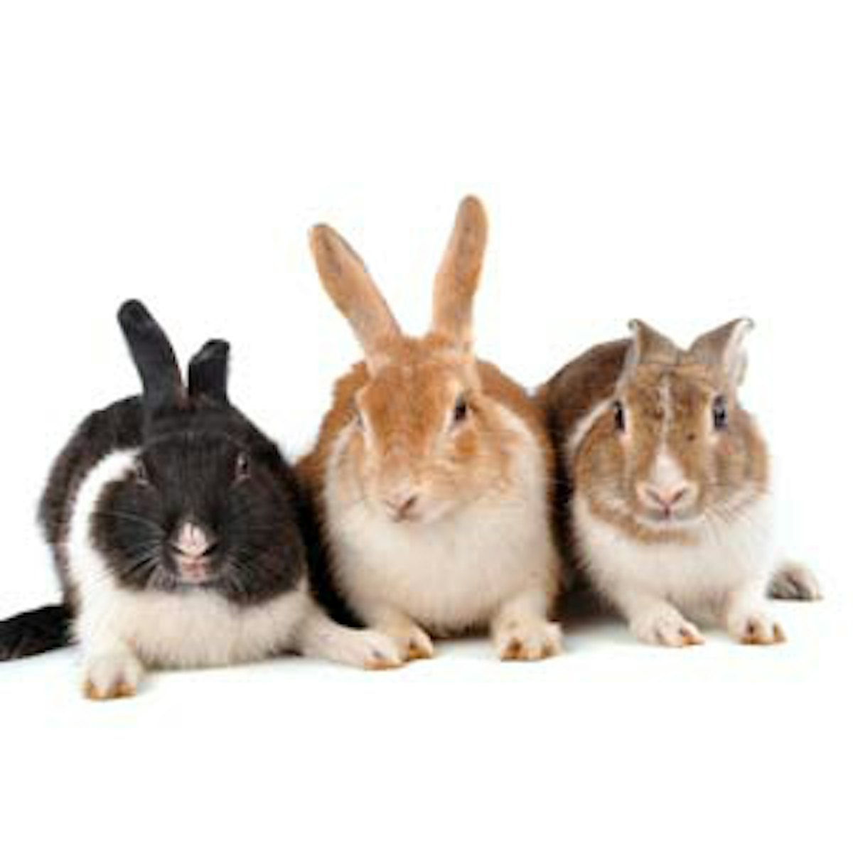 Unilever, EPA Collaborate on Researching Non-animal Testing ...
