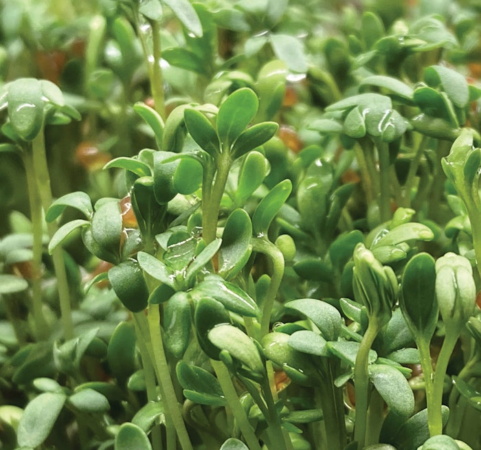 Cosmosil Microgreen CR Oil I.S. by International Cosmetics Science ...