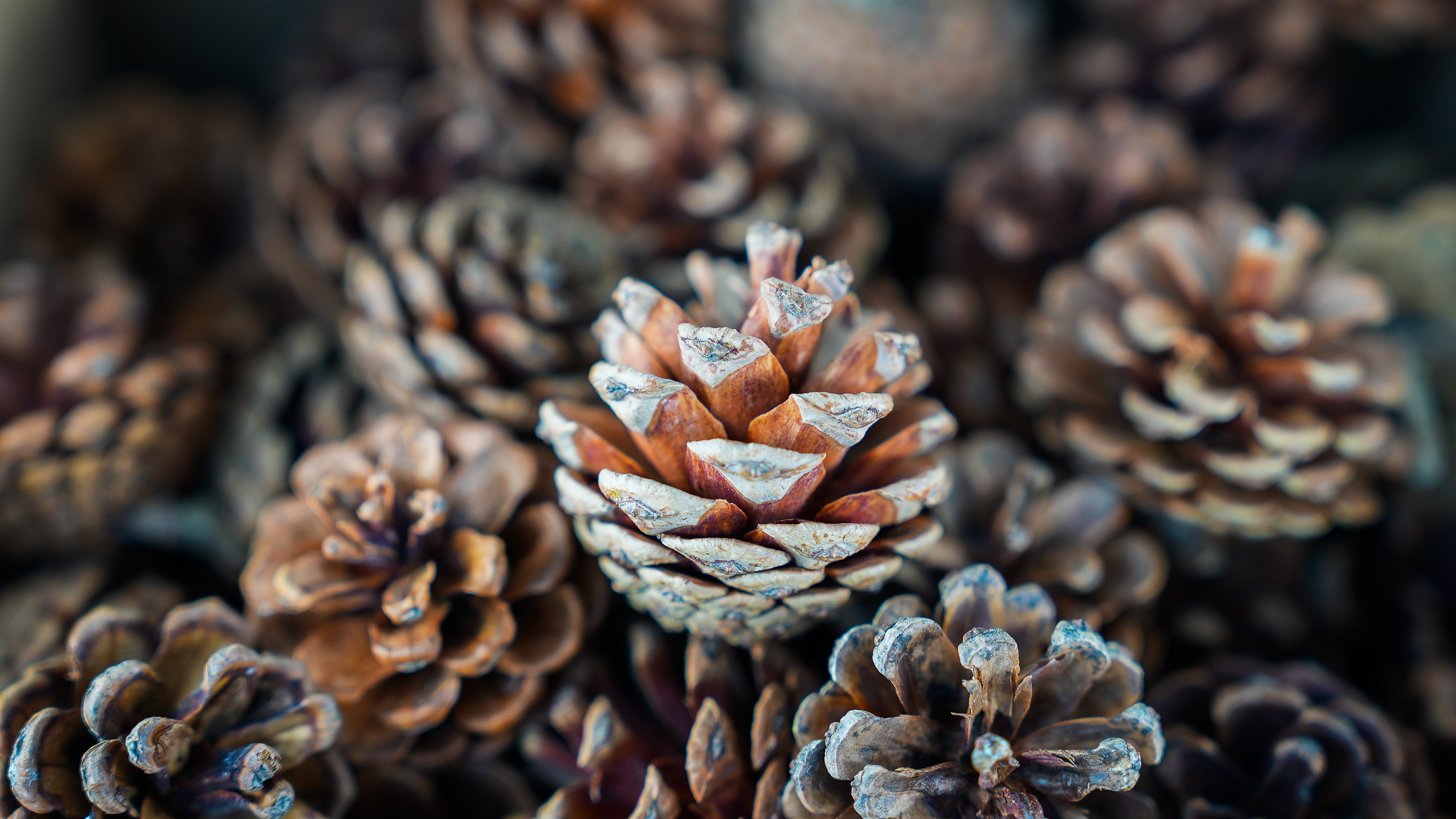 How Mibelle Biochemistry's PinoPlex Locks in Moisture for Shinier ...