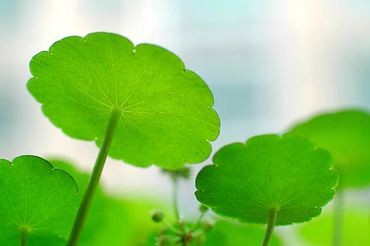 BASF Unveils Oximony: An Ingredient for Skin Longevity and Radiance ...
